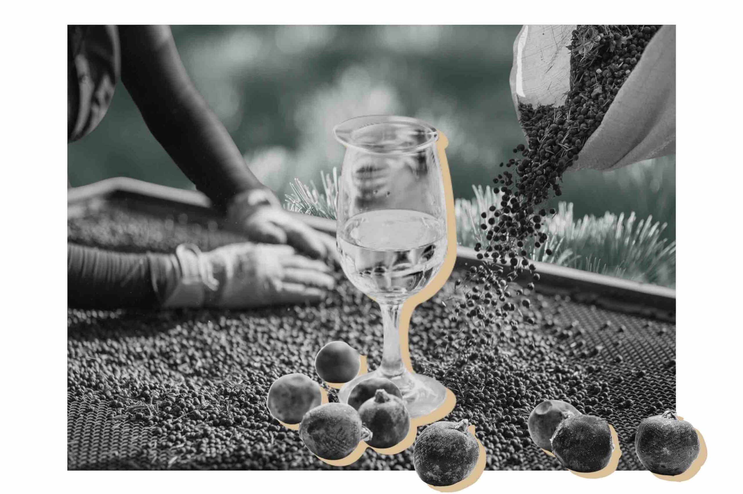Understanding the role of juniper in the world of gin